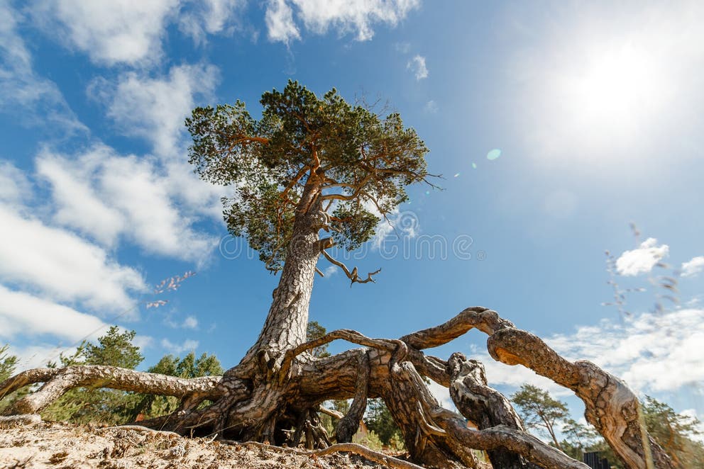 Beautiful Old Pine Tree with Large Root System on the Coast Stock Photo ...