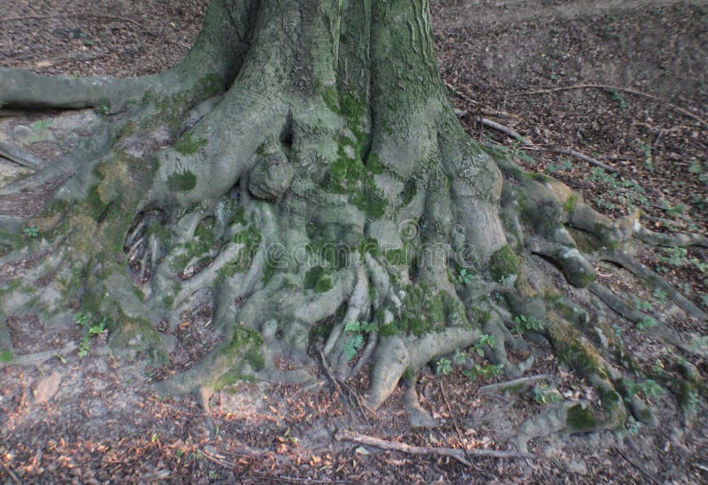 Beautiful, Old Roots of a Tree Stock Photo - Image of leaves, woodland ...