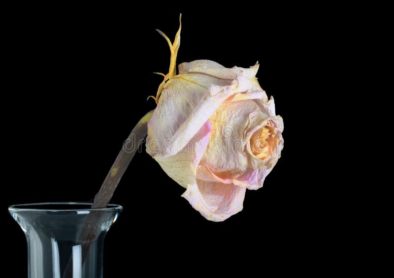 Beautiful Old Rose stock image. Image of petal, pastel - 55749321