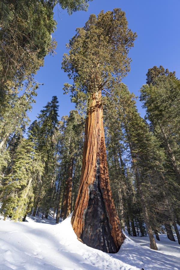 Beautiful Old Sequoia Trees in Winter Stock Image - Image of tree ...