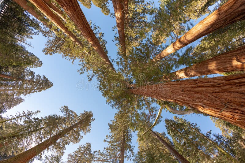 Beautiful Old Sequoia Trees Stock Photo - Image of blue, park: 271680468