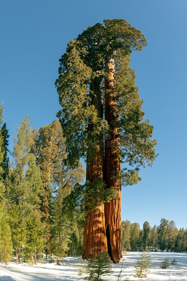 Beautiful Old Sequoia Trees Stock Image - Image of blue, sequoia: 271680473