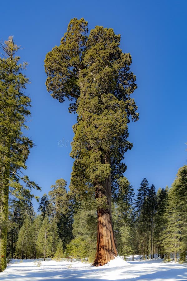 Beautiful Old Sequoia Trees in Winter Stock Photo - Image of america ...