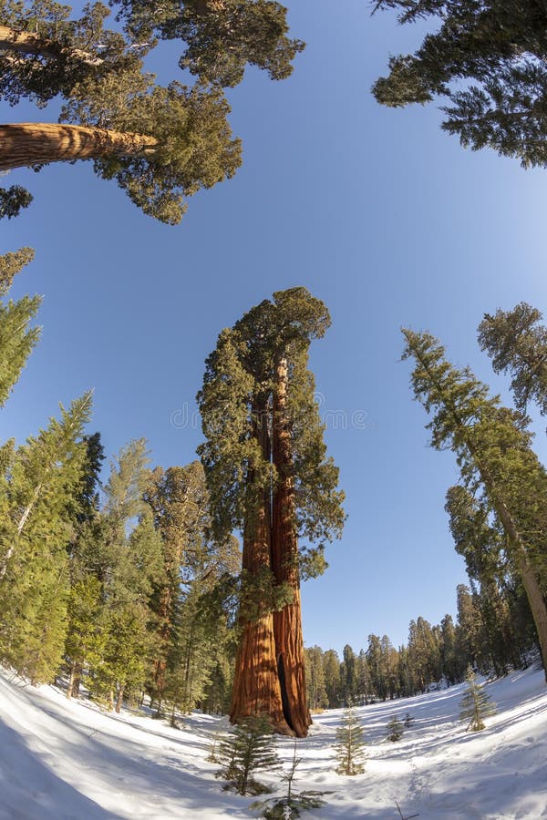 Beautiful Old Sequoia Trees in Winter Stock Photo - Image of america ...