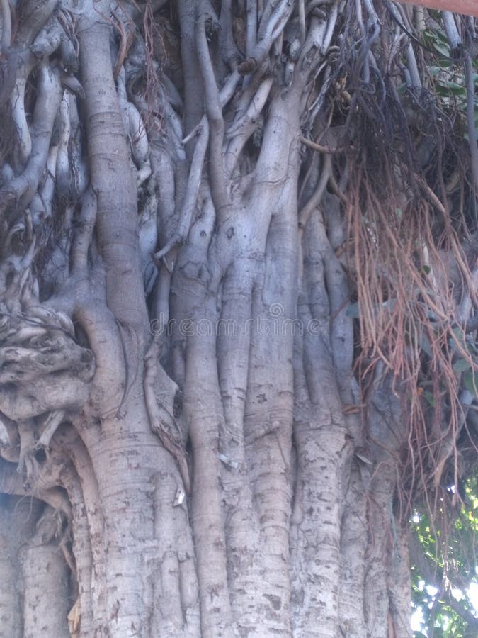 Beautiful old tea trunk stock image. Image of trunk, petals - 83869111