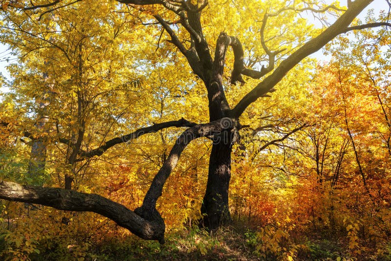 Beautiful Old Tree in the Fall Forest Stock Image - Image of nature ...