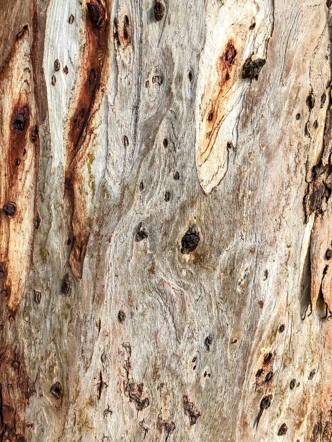 Beautiful Old Tree in the Park. Texture Background Close Up View Stock ...