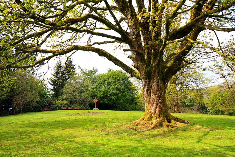 Beautiful Old Trees 715,865 Old Trees Stock Photos Free