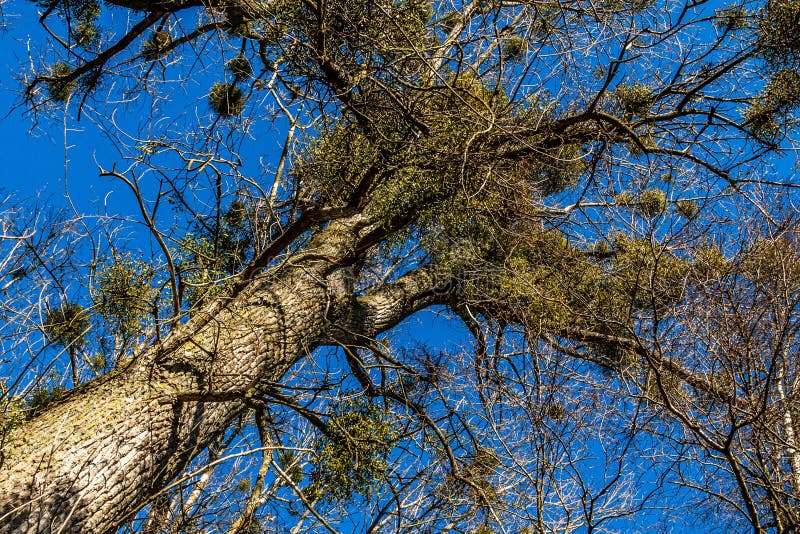 Beautiful Old Tree with Thick Branches Covered by Mistletoe Under a ...