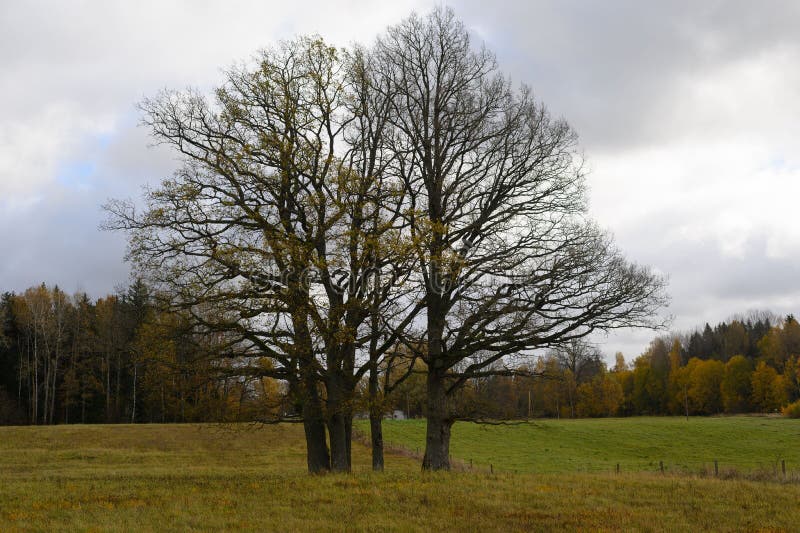 Beautiful Old Trees with Withered Branches in a Vast Field Under a ...
