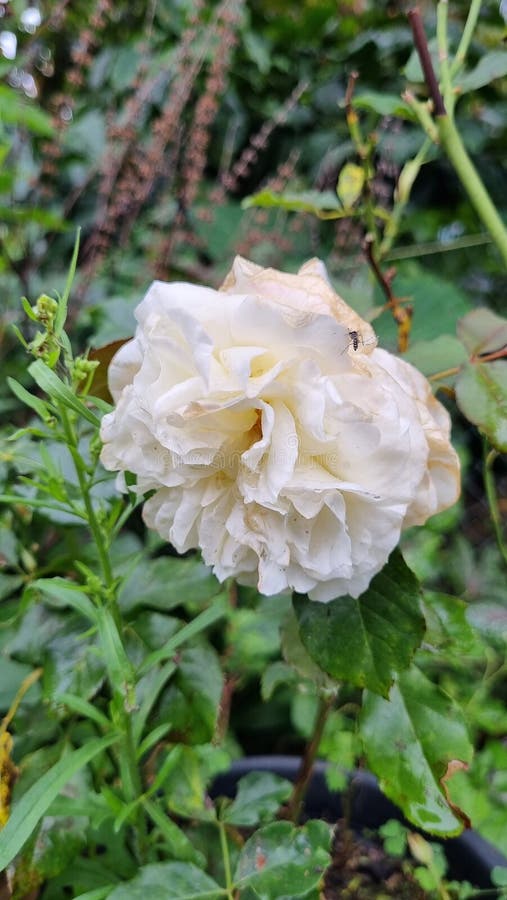Beautiful old white rose stock photo. Image of flower - 268404300