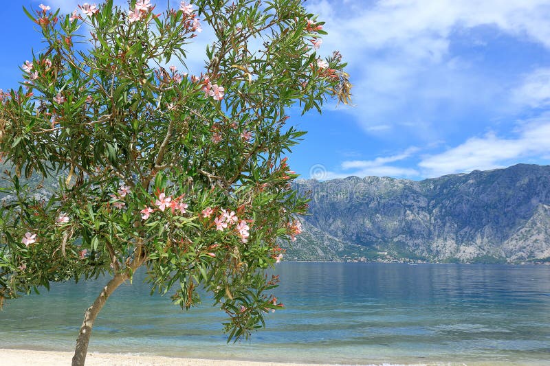 Beautiful Oleander Tree on the Beach by the Bay of Kotor Stock Photo ...