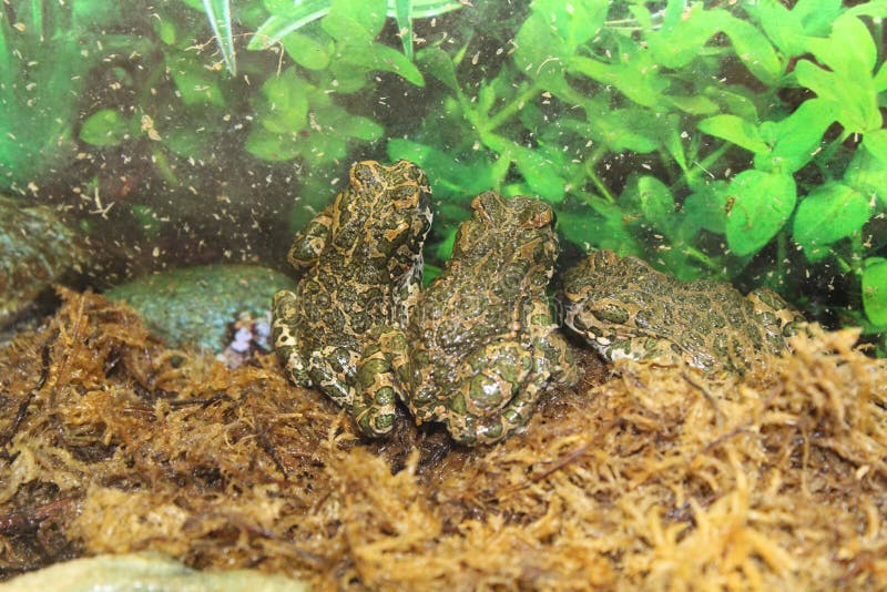 A beautiful olive toad stock image. Image of green, portrait - 99707411