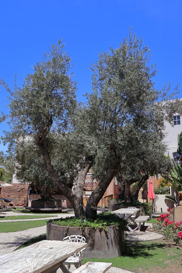 A beautiful olive tree stock image. Image of scenic - 272868185
