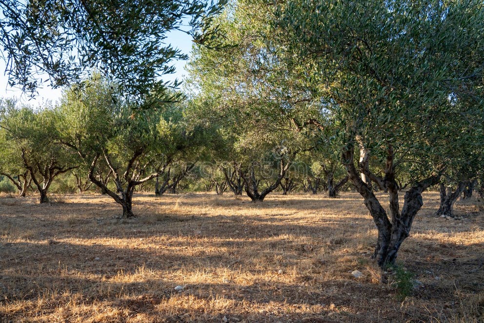 Beautiful Olive Trees in Crete, Greece Stock Image - Image of panorama ...