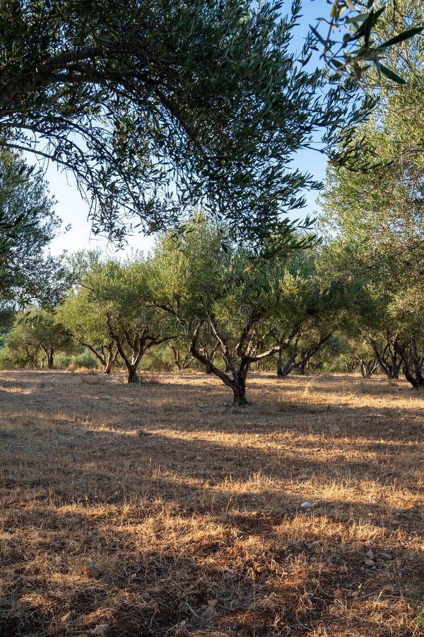 Beautiful Olive Trees in Crete, Greece Stock Image - Image of field ...