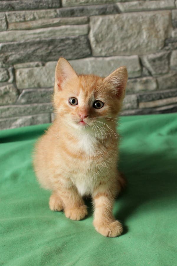 Beautiful One Month Old Kitten Looks with Interest Stock Image - Image ...
