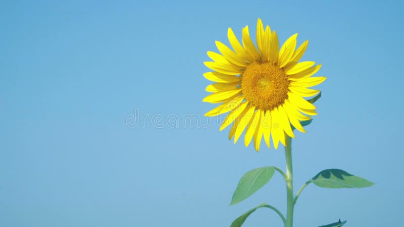 Beautiful One Sunflowers with Light Blue Sky Stock Video - Video of ...
