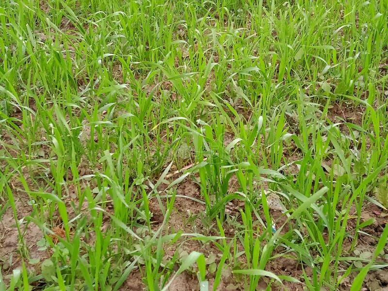 Beautiful One Wheat Plants Image India Stock Image - Image of india ...