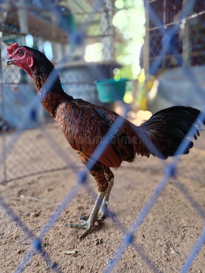 The Beautiful One Young Chicken with Darkness Color Tone. Stock Image ...