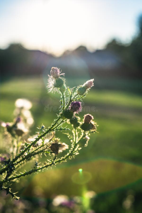 Beautiful Onopordum - Green Prickly Weed on Sunset Stock Photo - Image ...