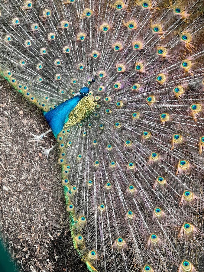 Beautiful Open Feathered Peacock Colourful Stock Photo - Image of ...