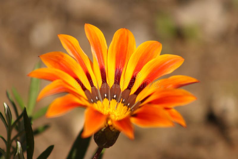 Beautiful Open Red and Yellow Flower Stock Photo - Image of gradient ...
