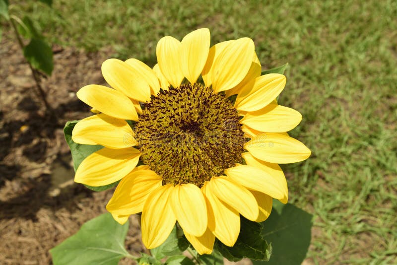 Open Sunflower - in Field of Sunflowers Stock Photo - Image of field ...