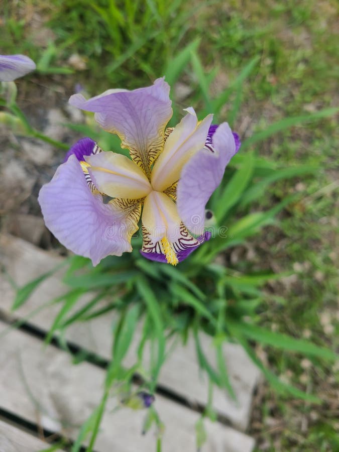 Beautiful opened flower stock image. Image of petal - 224560545