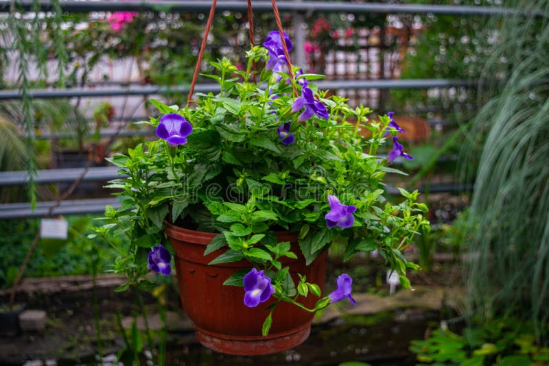 Beautiful Opened Flower in the Botanical Garden Stock Image - Image of ...