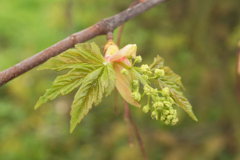 Beautiful opening bud stock image. Image of freshness - 90684493