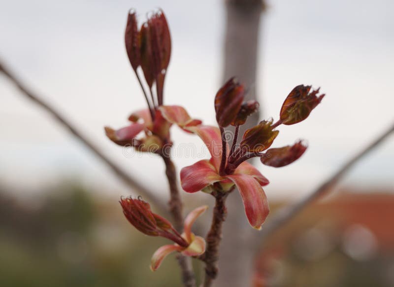 Beautiful opening bud stock photo. Image of flower, leaves - 91127270