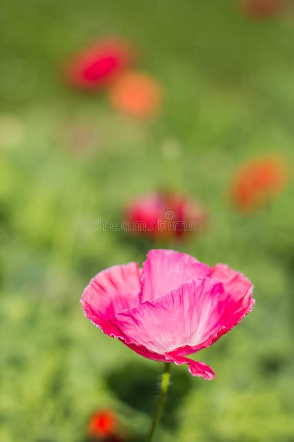 Beautiful opium poppy stock image. Image of natural, opium - 82030933