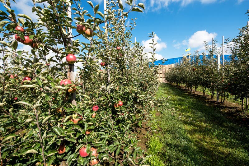 Beautiful Optimistic Landscape with Apples in the Apple Garden Stock ...