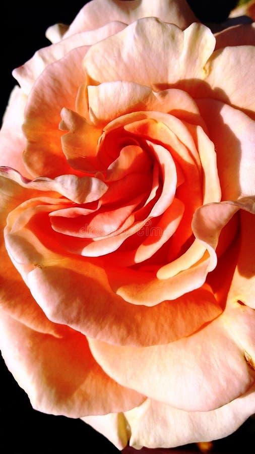 Beautiful Orange - Apricot Rose Stock Image - Image of smell, present ...