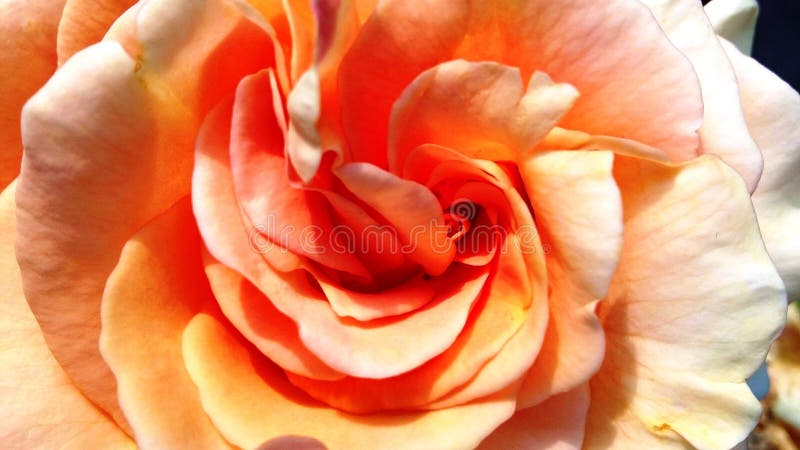 Beautiful Orange - Apricot Rose Stock Image - Image of shining, present ...