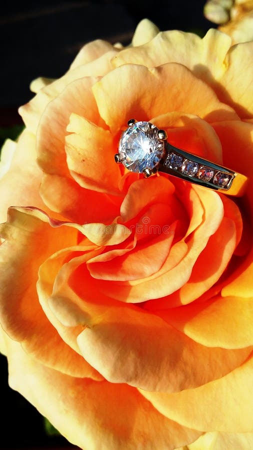 Beautiful Orange - Apricot Rose with a Ring Stock Image - Image of ...