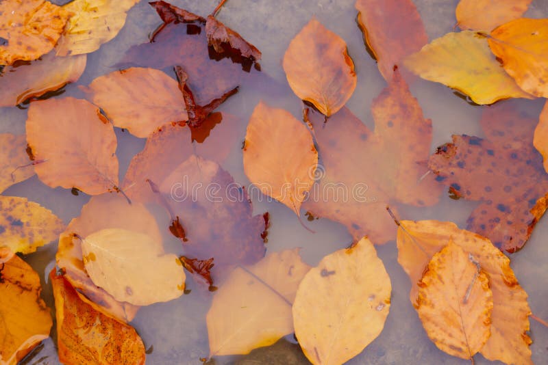 Beautiful Orange Autumn Leaves in Puddle, Top View Stock Photo - Image ...
