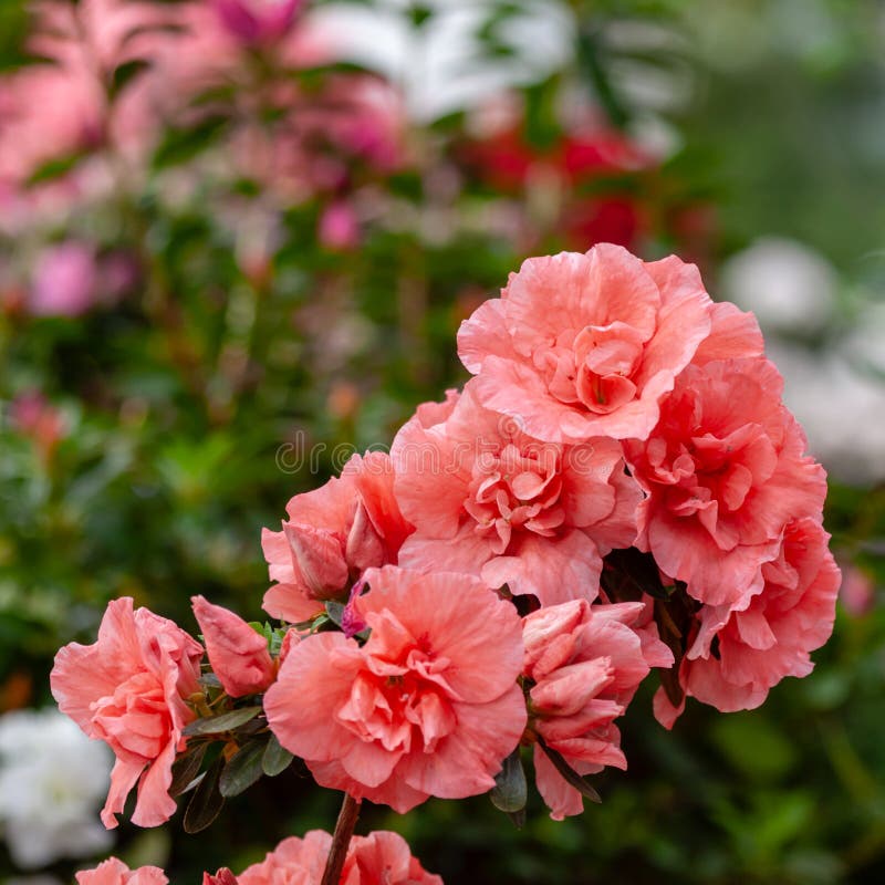 Beautiful Orange Azalea Flowers Stock Photo - Image of blossom, heap ...