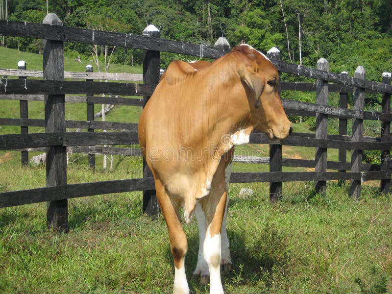Beautiful Orange Beef Zebu Stock Photos - Free & Royalty-Free Stock ...
