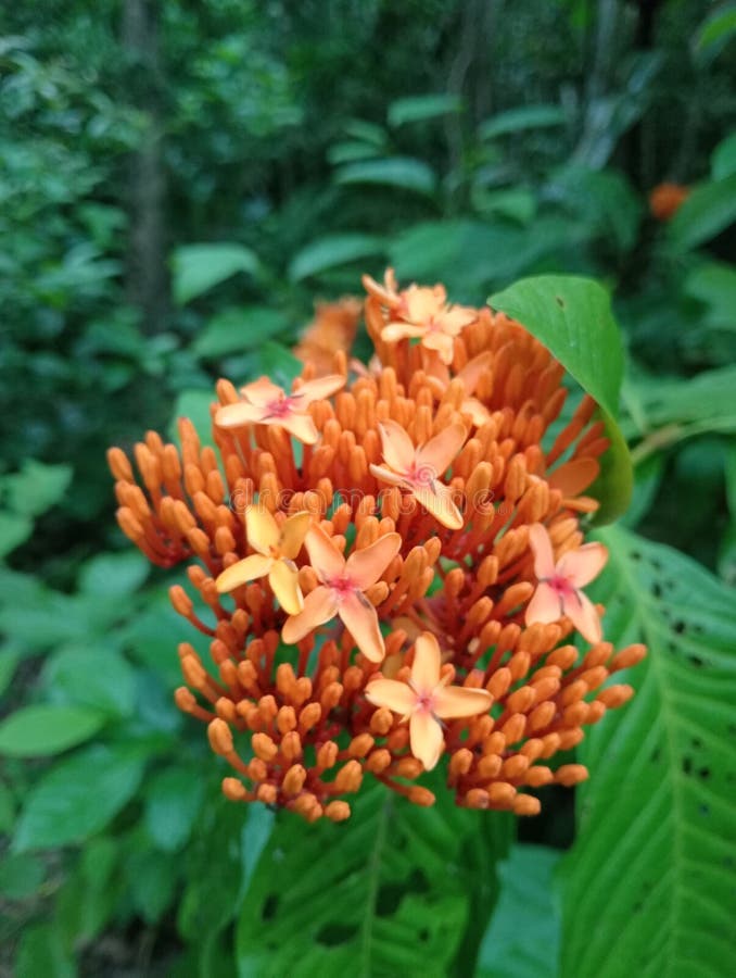 A Beautiful Orange Blooming Flower in the Garden Stock Photo - Image of ...