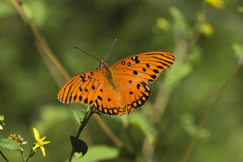 Beautiful Orange Butterfly stock image. Image of black - 734387