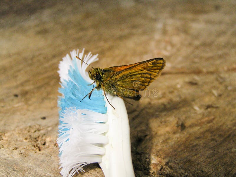 A Beautiful Orange Butterfly on a Toothbrush Stock Image - Image of ...