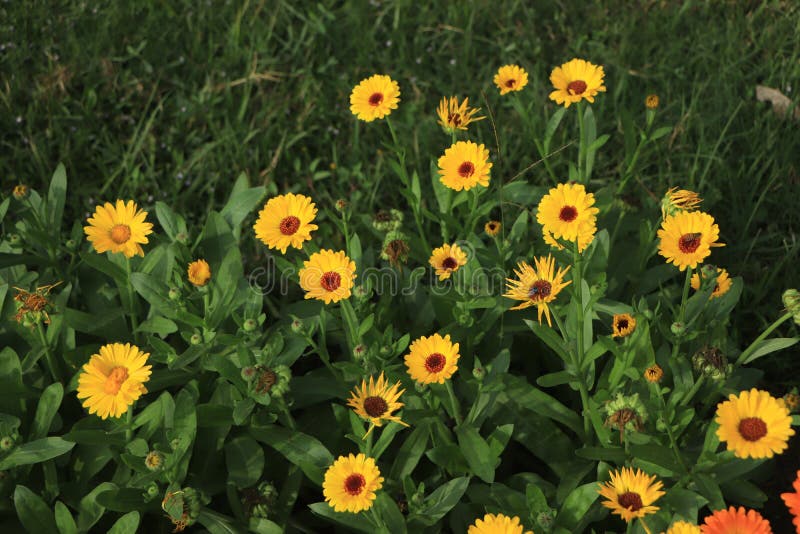 Beautiful Orange Calendula Flowers As Wallpaper Stock Photo - Image of ...