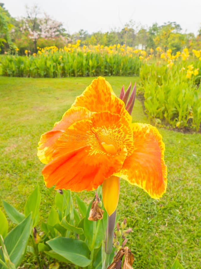 Beautiful Orange Canna Flower Stock Photo - Image of scented, plant ...