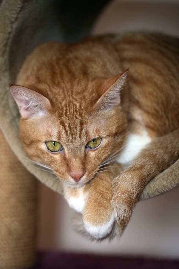 Beautiful Orange Cat Looking To the Side Stock Image - Image of orange ...