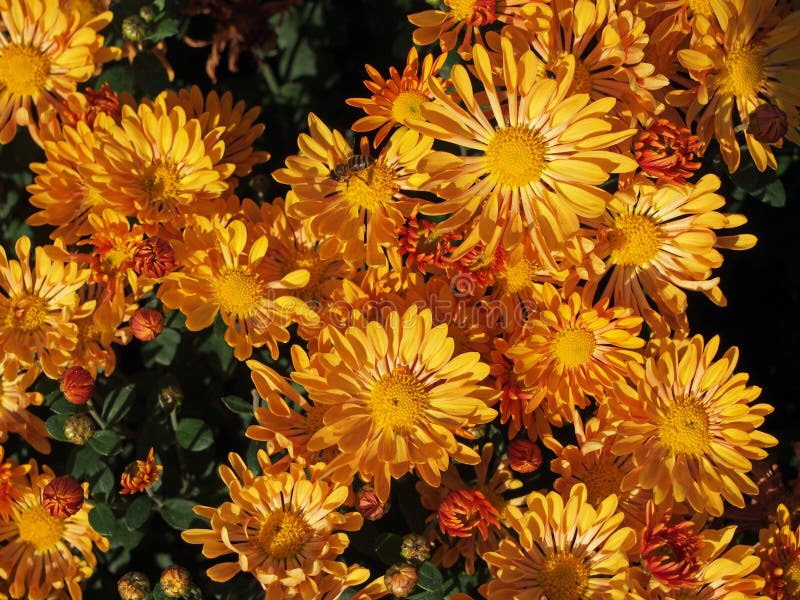 Beautiful Orange Chrysanthemums Stock Photo - Image of selective ...