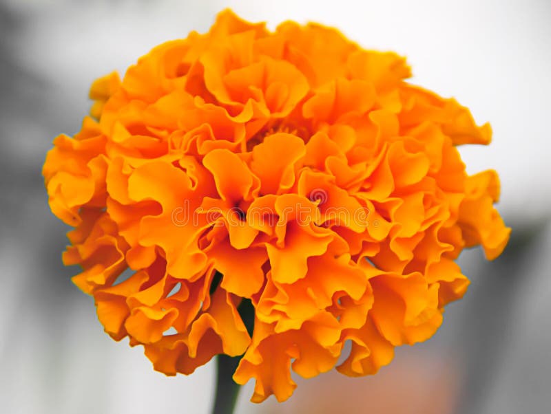 Orange Clove Flower stock photo. Image of beauty, bouquet - 131110436