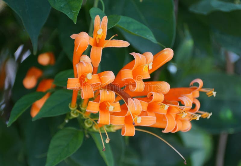 The Beautiful Orange Color of Flame Vine Flower Stock Image - Image of ...