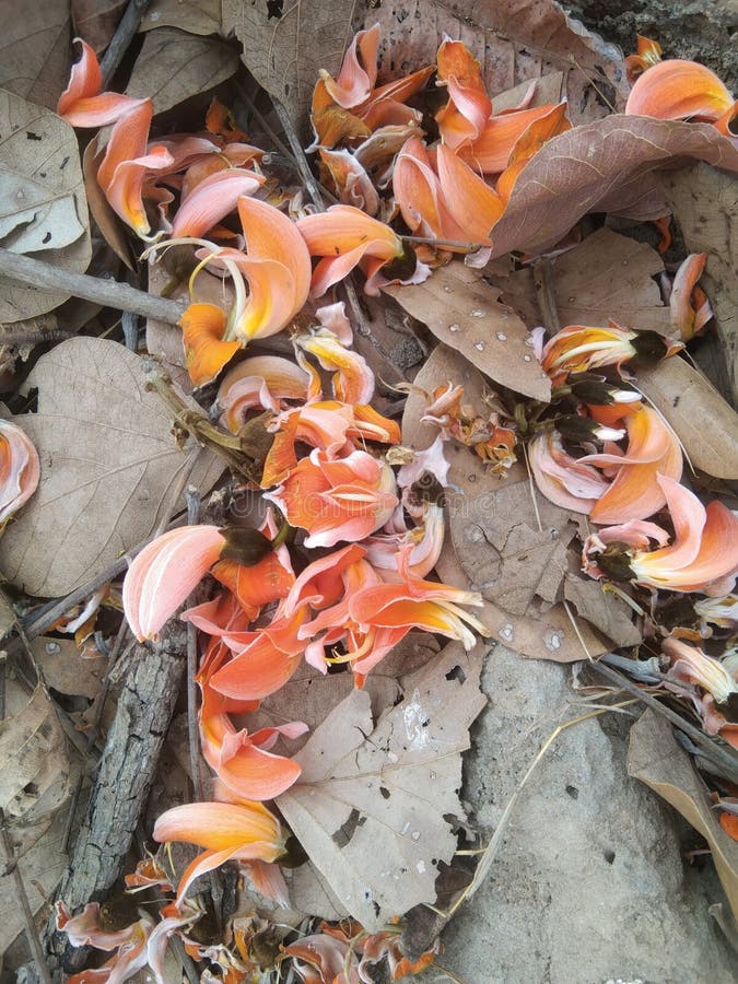 Beautiful Orange Colour Flower Stock Photo - Image of wildlife, orange ...